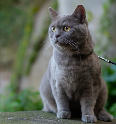 Client Intake Form | Mukilteo Veterinary Hospital